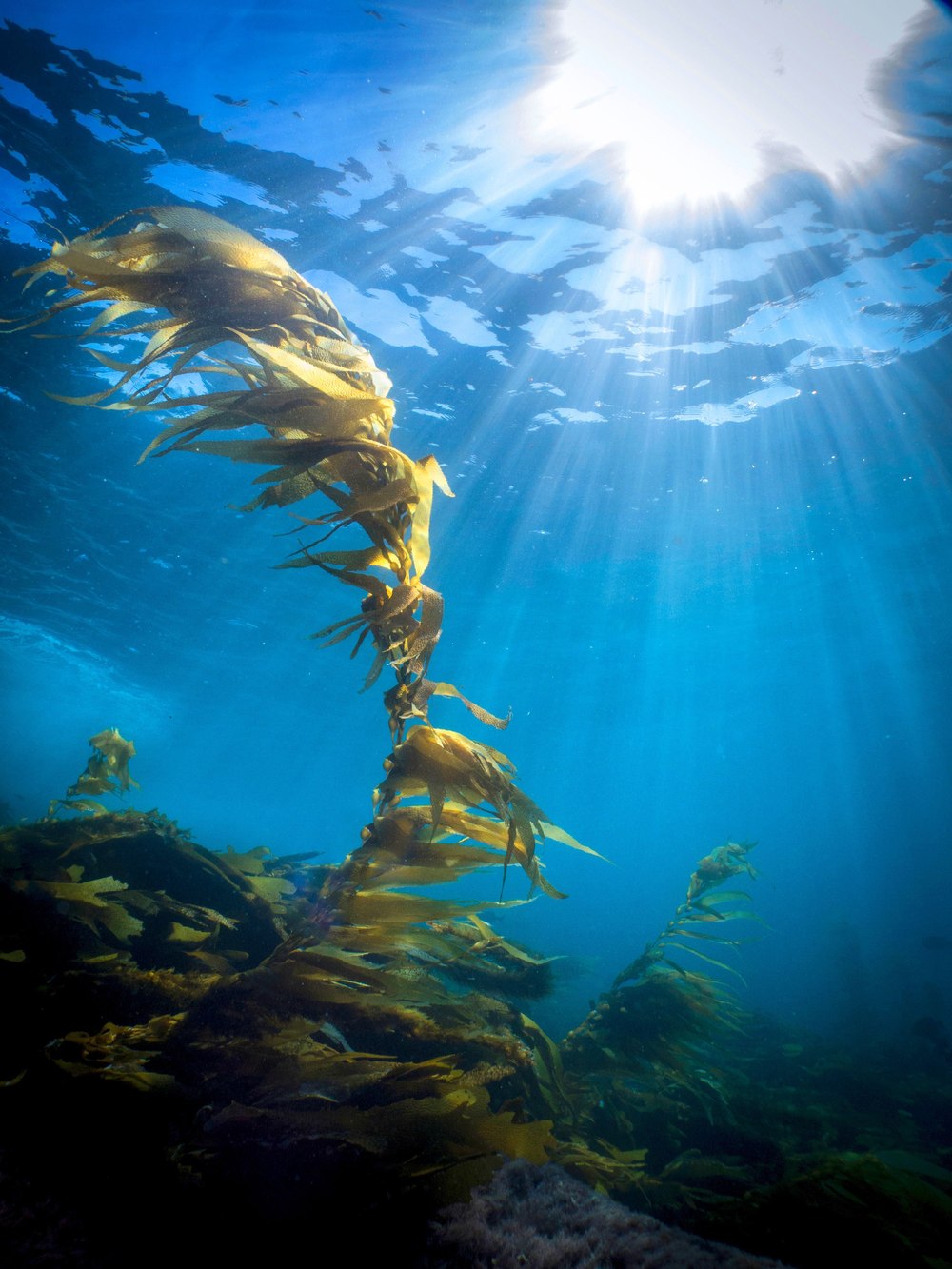 Vision, Mission & Values