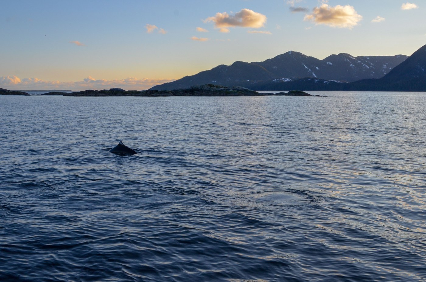 Boards & Council | Ocean Networks Canada