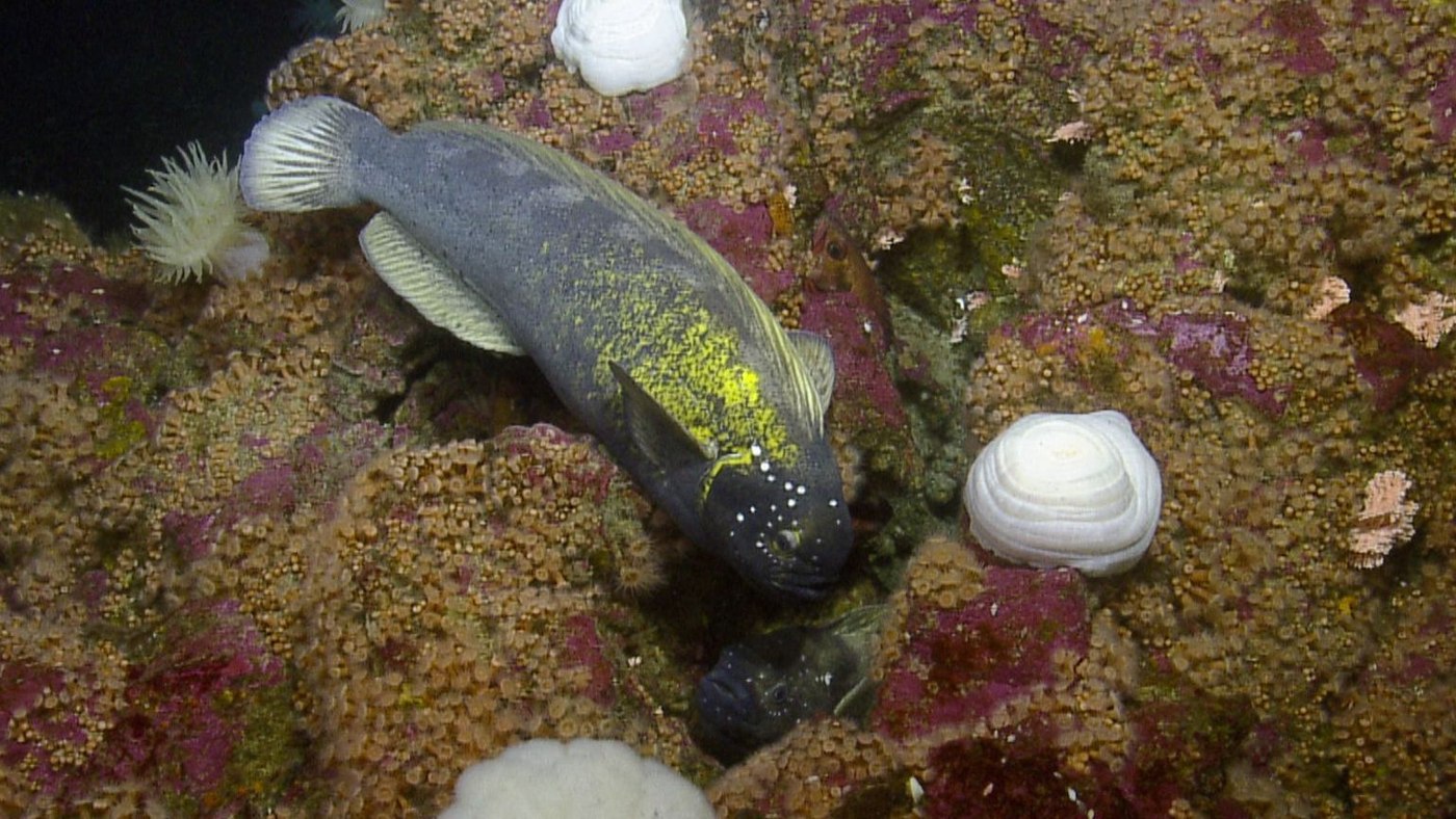 Biodiversity in the Deep Sea | Discover Life Below the Surface